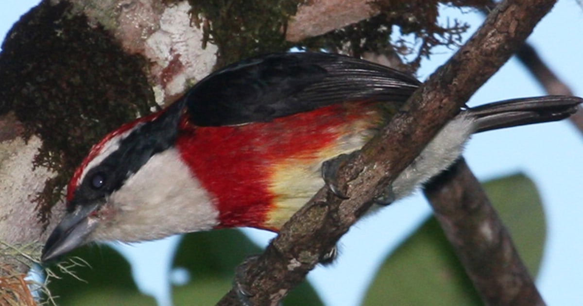 Bright new species of bird discovered high in Peru forests