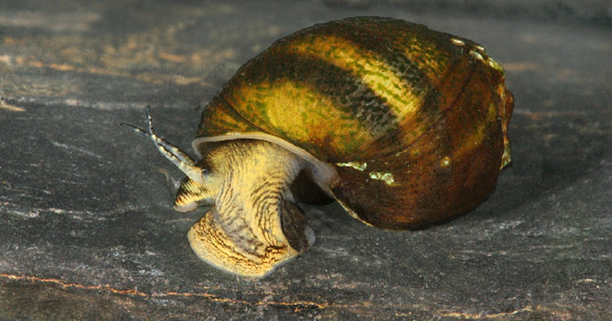 Tiny snail, thought extinct, rediscovered in Alabama