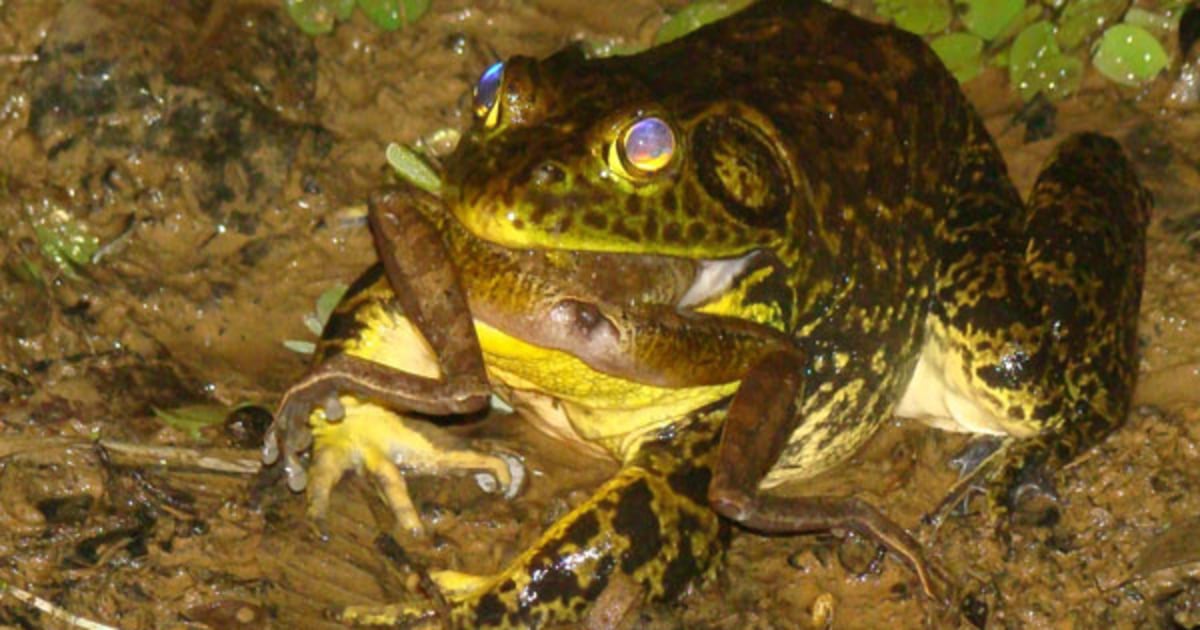 Live bullfrog trade blamed for spread of deadly disease
