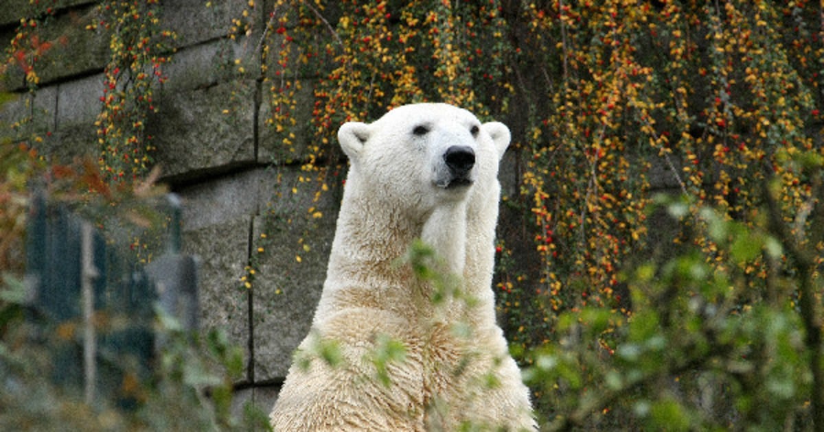 Mysterious polar bear death linked to ... zebra herpes?