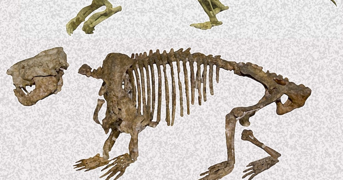 Ancient termite-digger added to mammal family tree