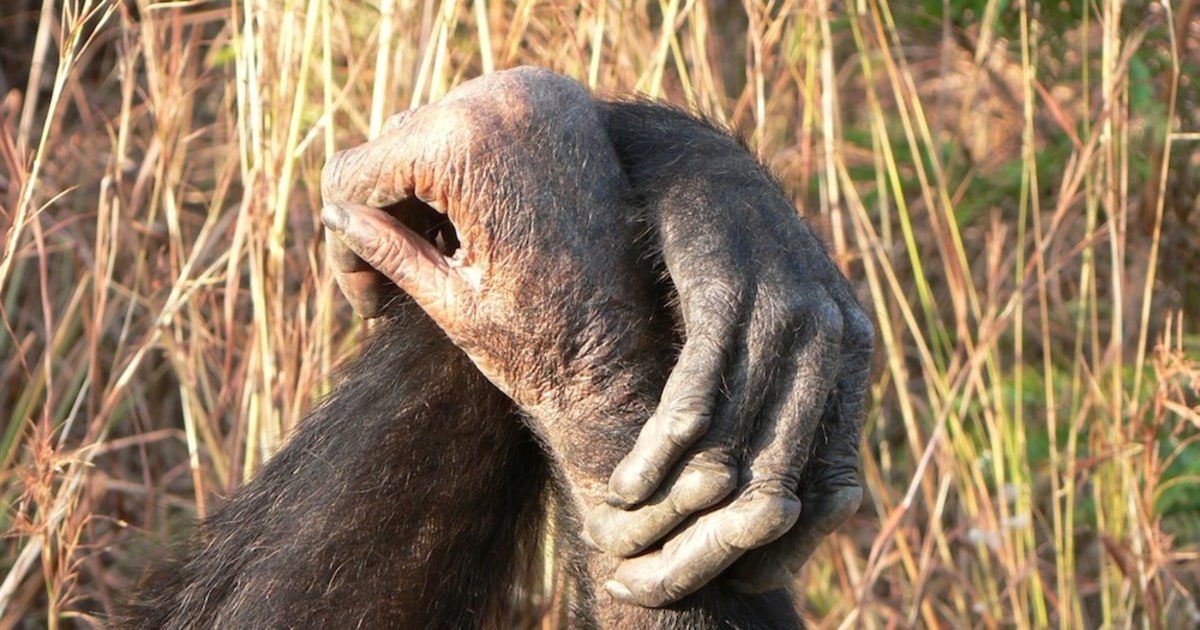Chimp 'secret handshakes' may be cultural