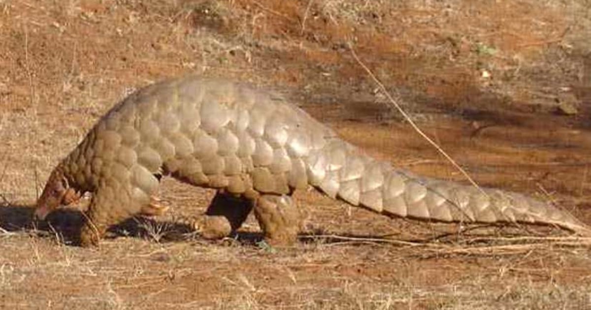 With dinosaurs gone, this mammal grew fat and slow