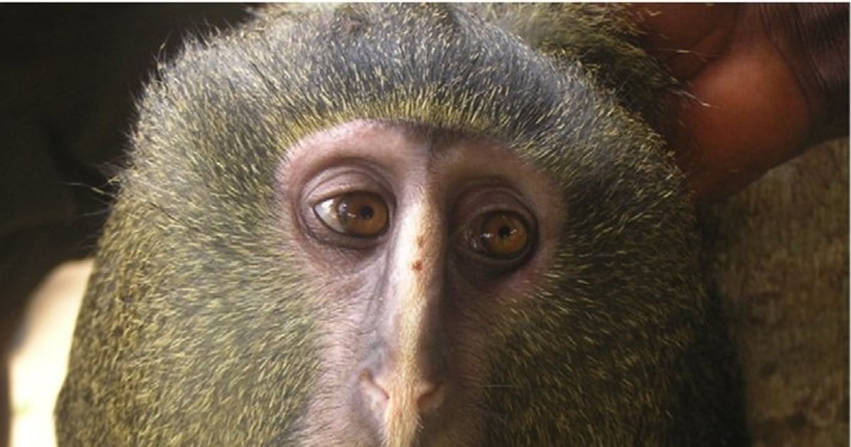 New, colorful monkey species discovered in Africa rain forest