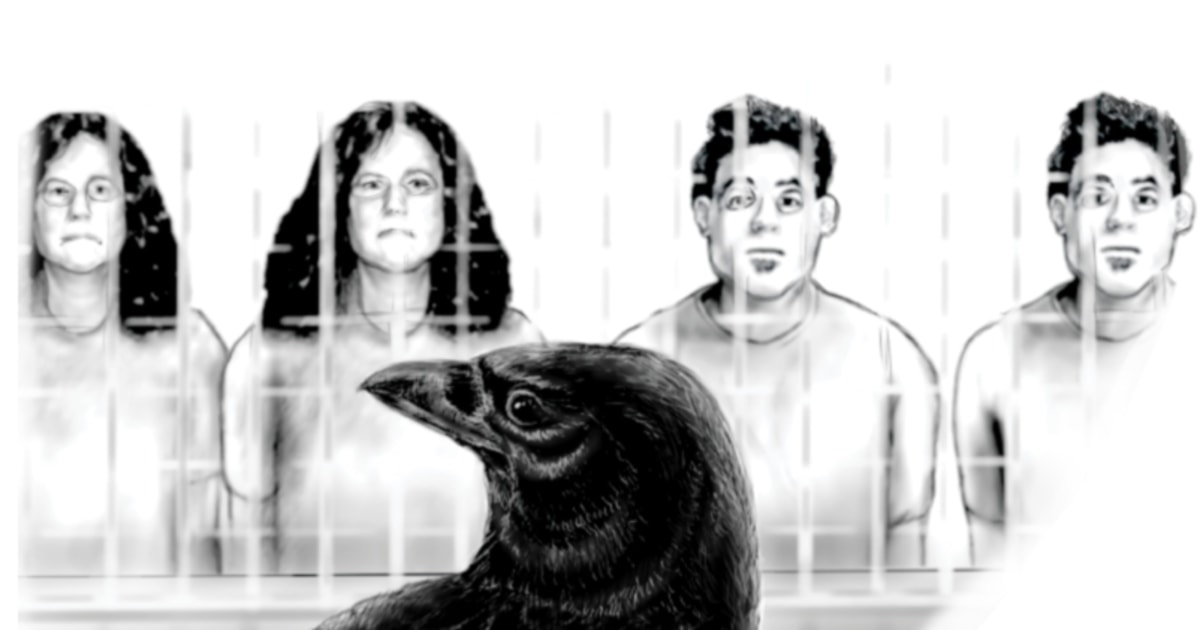 Scans show smart crows' brains are a lot like those of humans