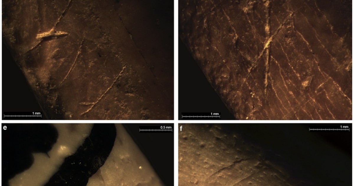 Neanderthals may have worn dark feathers
