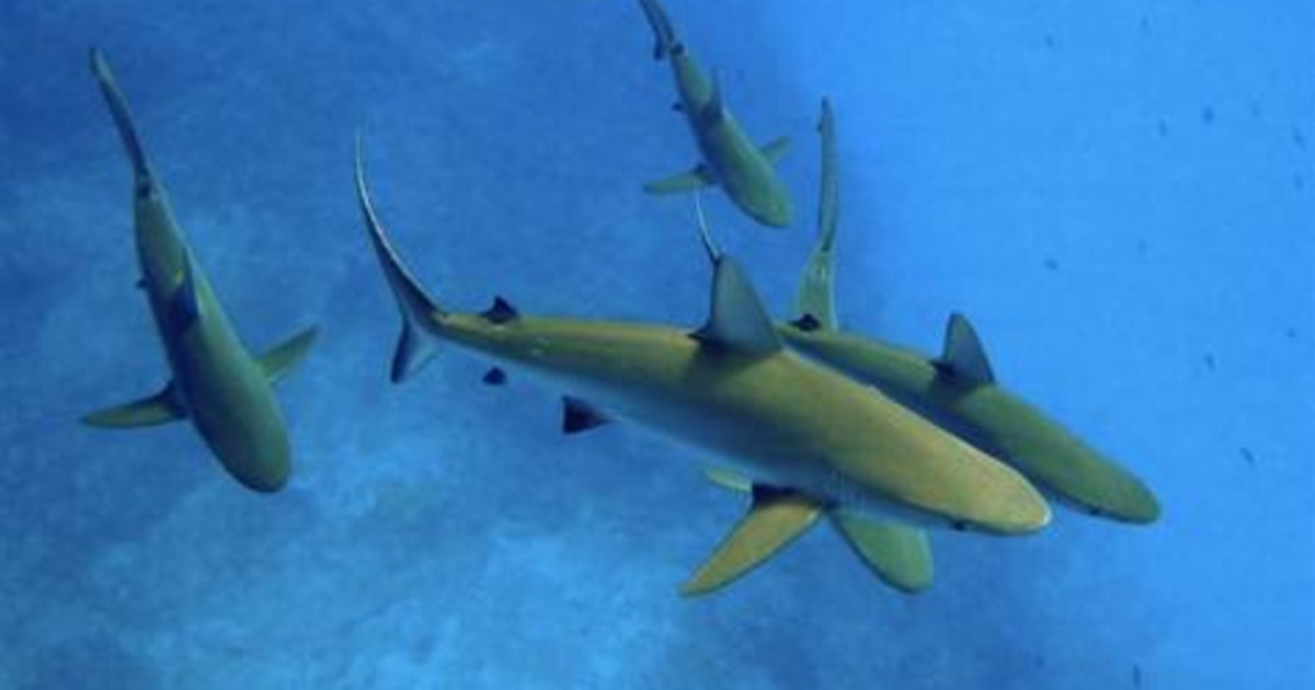 It's all there in black and white: Sharks are indeed color blind