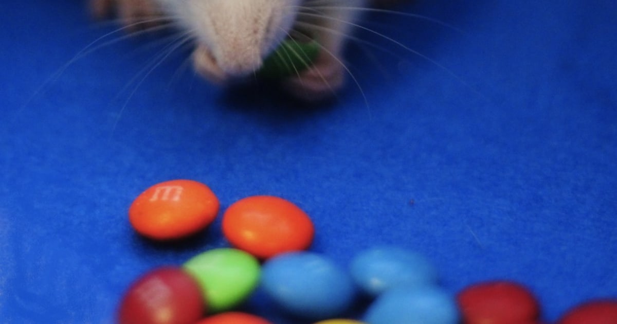 Rats turn into M&M gluttons — and it's all the fault of scientists