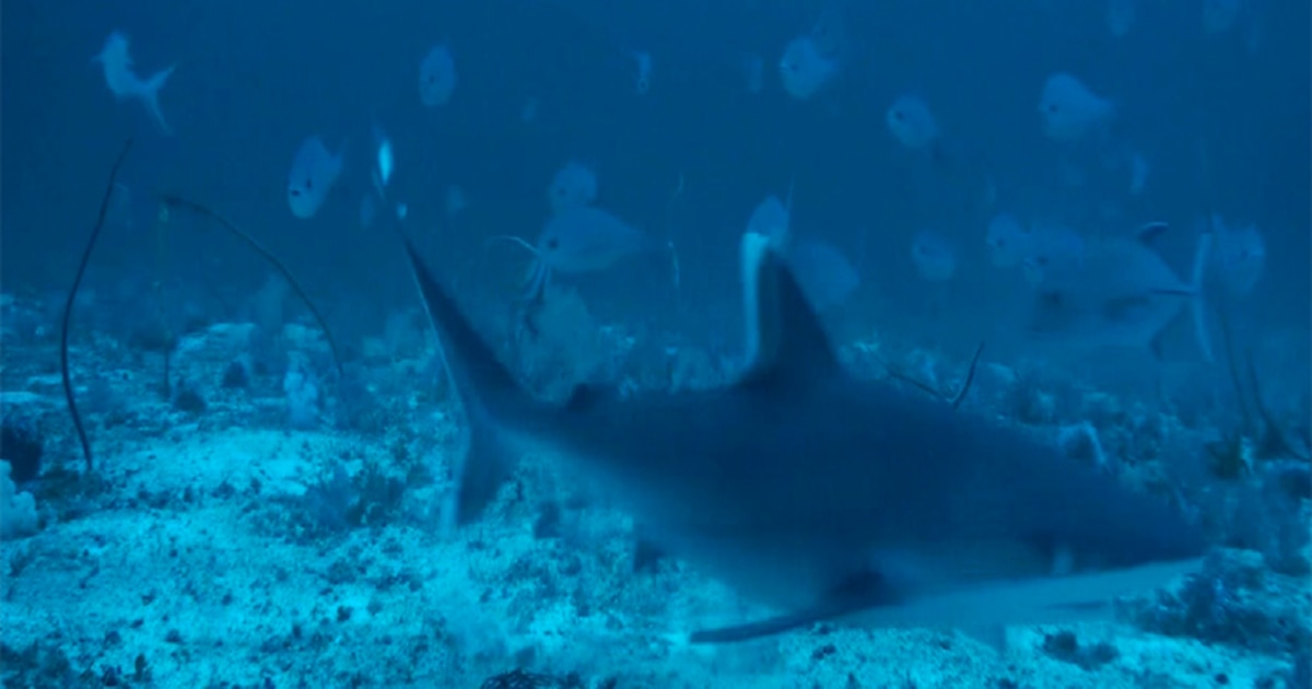 Expedition unveils seamount teeming with dazzling sea life
