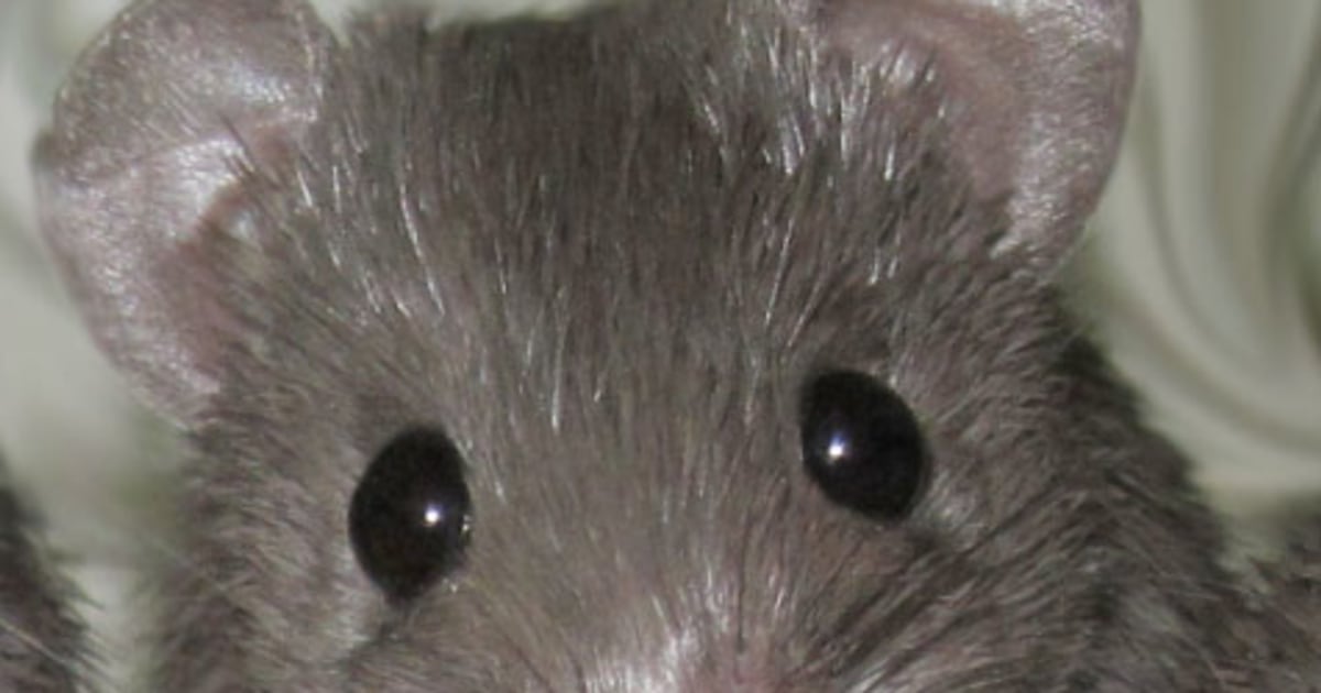 Mighty mouse holds the secret to regeneration of skin