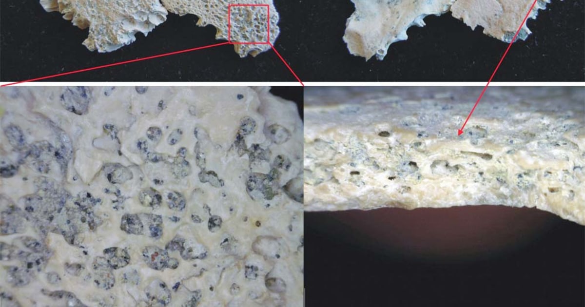 Eating meat made us human, new skull fossil study suggests