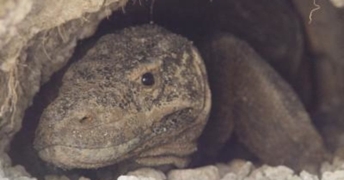 'Housework' shortens lives of female Komodo dragons