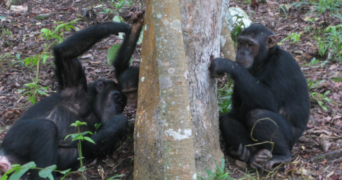 Great chimp tech boom under way — it starts with 'ant fishing'