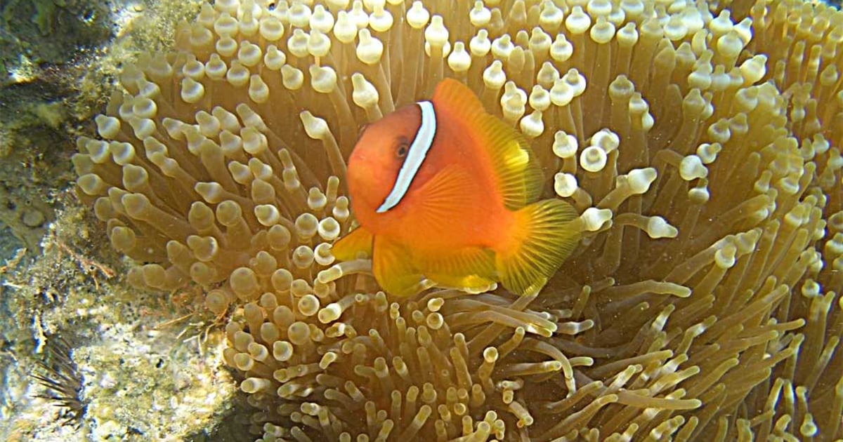 'Finding Nemo' fish talk their way out of conflict