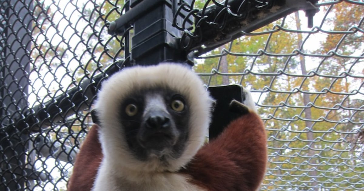 Want to watch lemurs? Head to, of all places, North Carolina