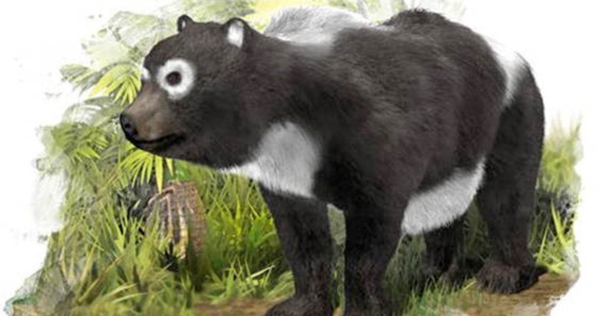 red panda extinct relatives