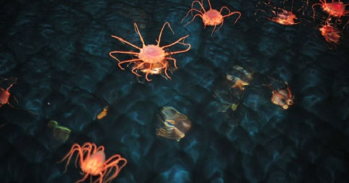 Fish suffer but jellyfish thrive as Norway's fjords get darker