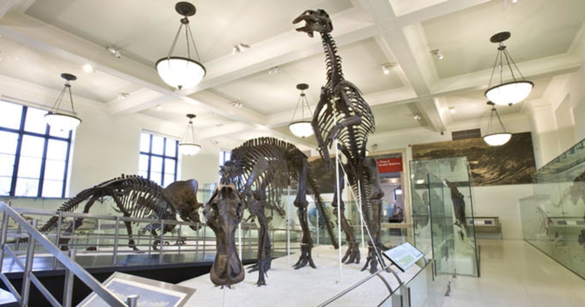 New species sit in museums for decades before we find out