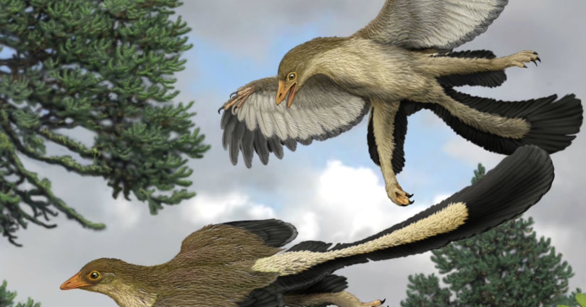 Birds descended from gliding dinosaurs — evidence mounts
