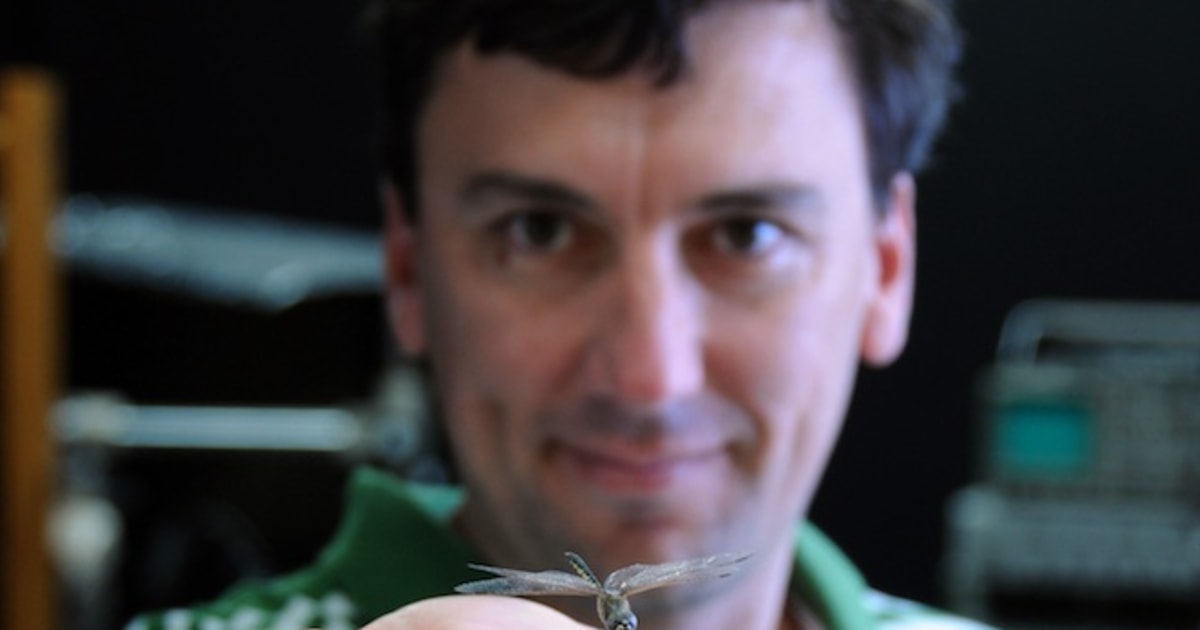 Dragonfly shows human-like power of concentration