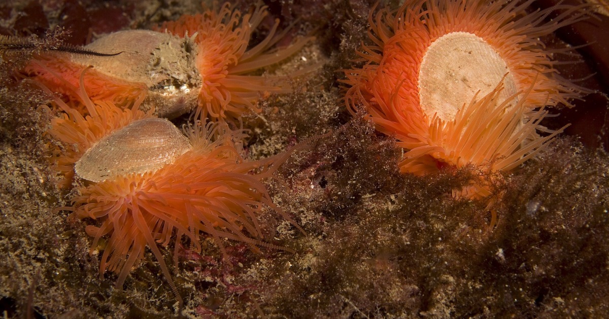 Millions of flame shells set Scottish reef ablaze with color