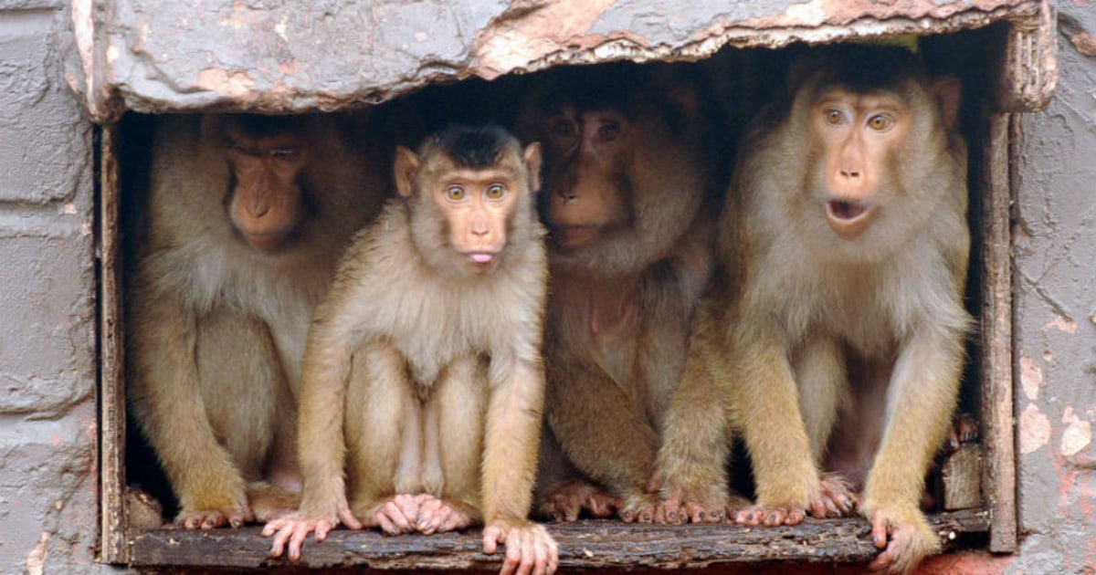 How do animals deal with downpours? Well, it depends...