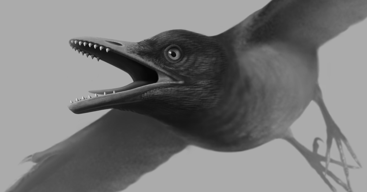 Did Birds Have Teeth