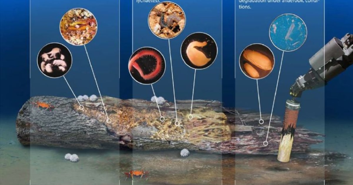 Wood from land provides 'cities of life' for creatures in deep sea