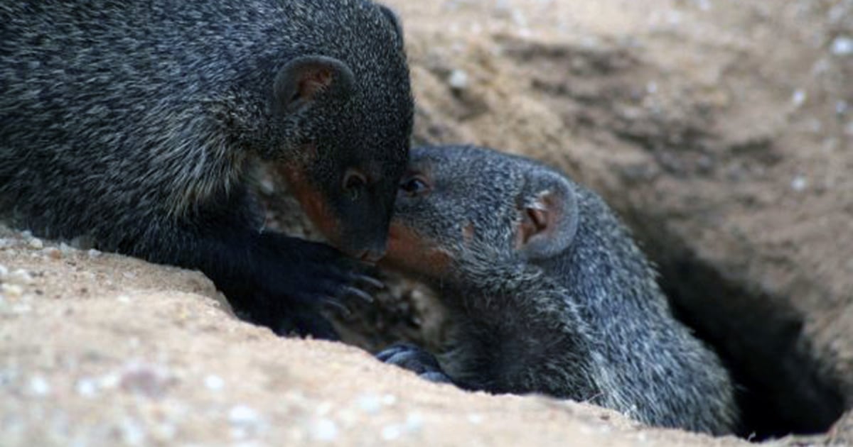 Do you speak mongoose? Their calls are somewhat humanlike