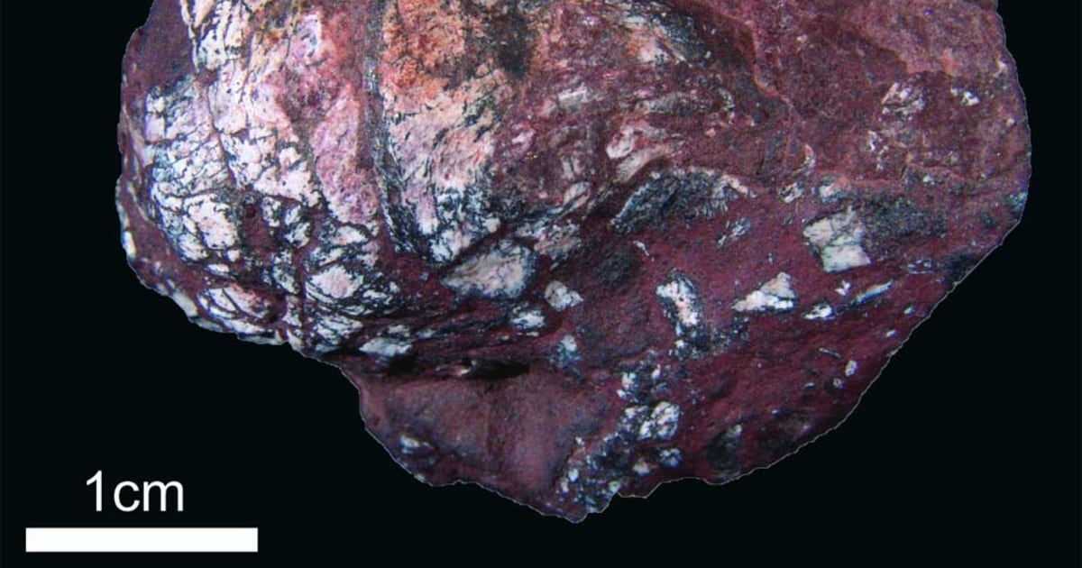 Tapeworm eggs found — where else? — in fossilized shark poop