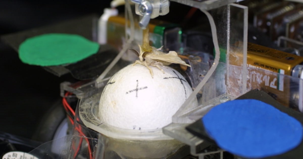What's that smell? Moth drives a tiny robot to check it out