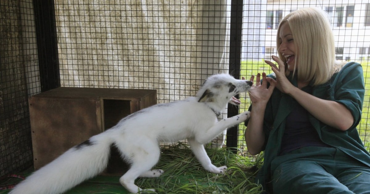 Got $8,000? Adopt a Russian pet fox, for science's sake