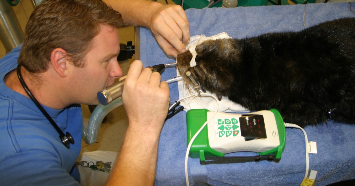 Watch a ‘wet vet’ perform sea otter surgery
