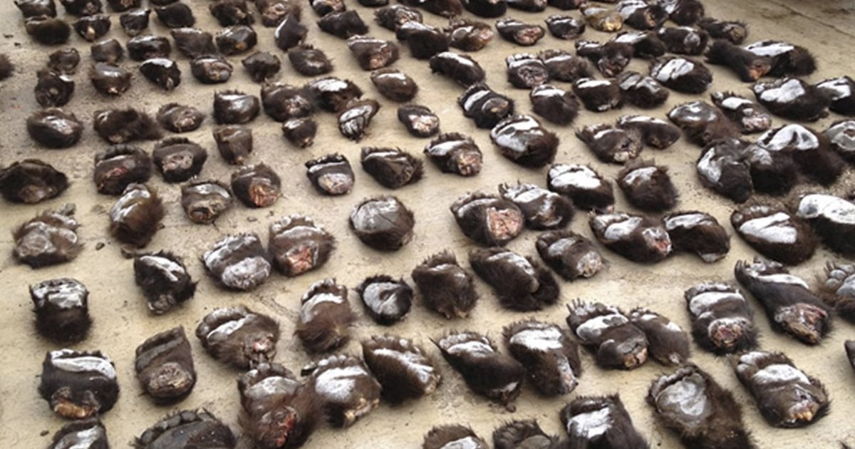 Bear paw smugglers arrested in China