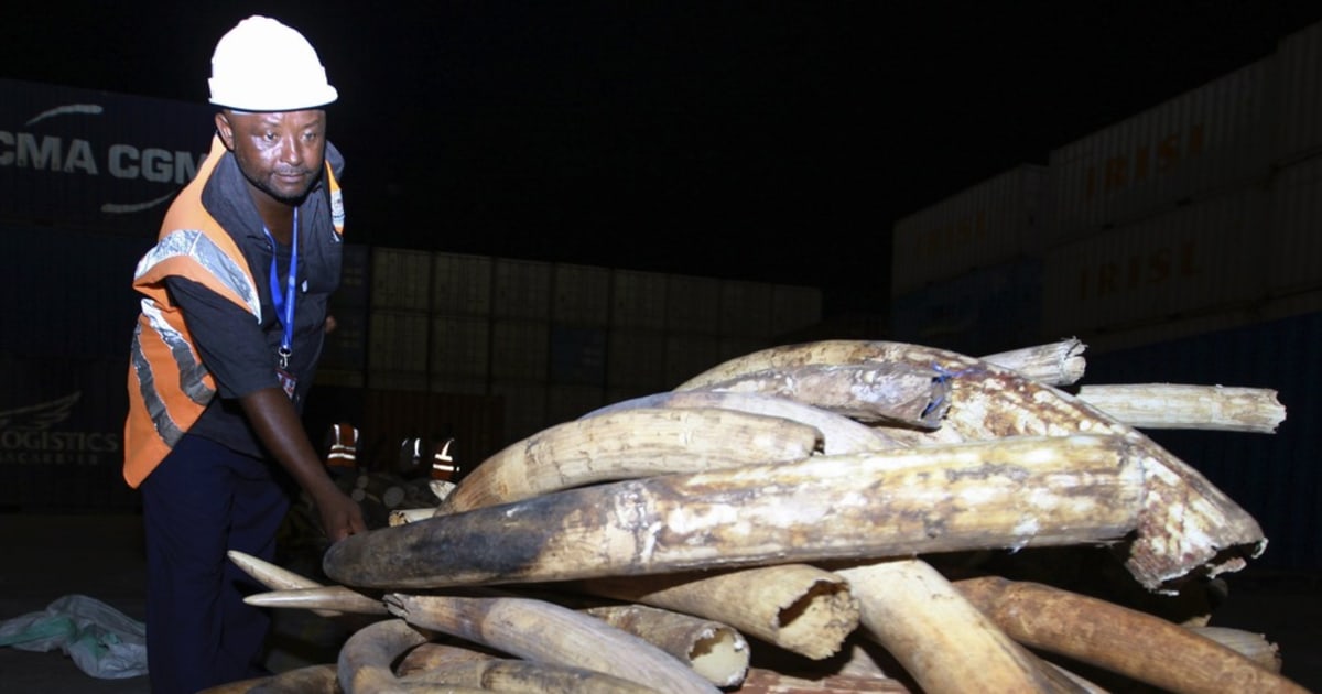 Over $1M of ivory seized in Kenya