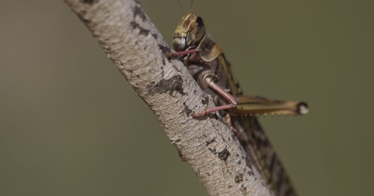Locusts swarm Israel ahead of Passover
