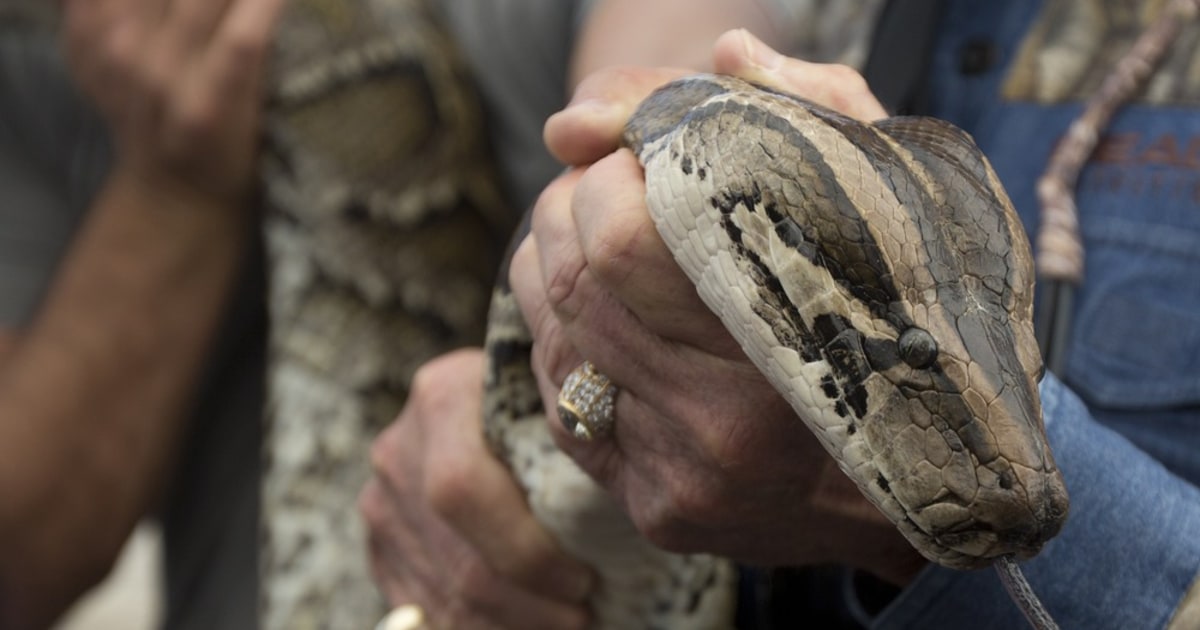 Python hunt draws hunters to Florida Everglades