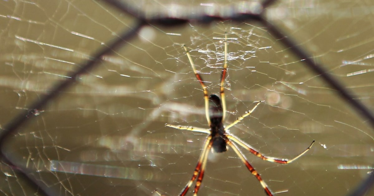 Spiders cast webs across Australian flood zone