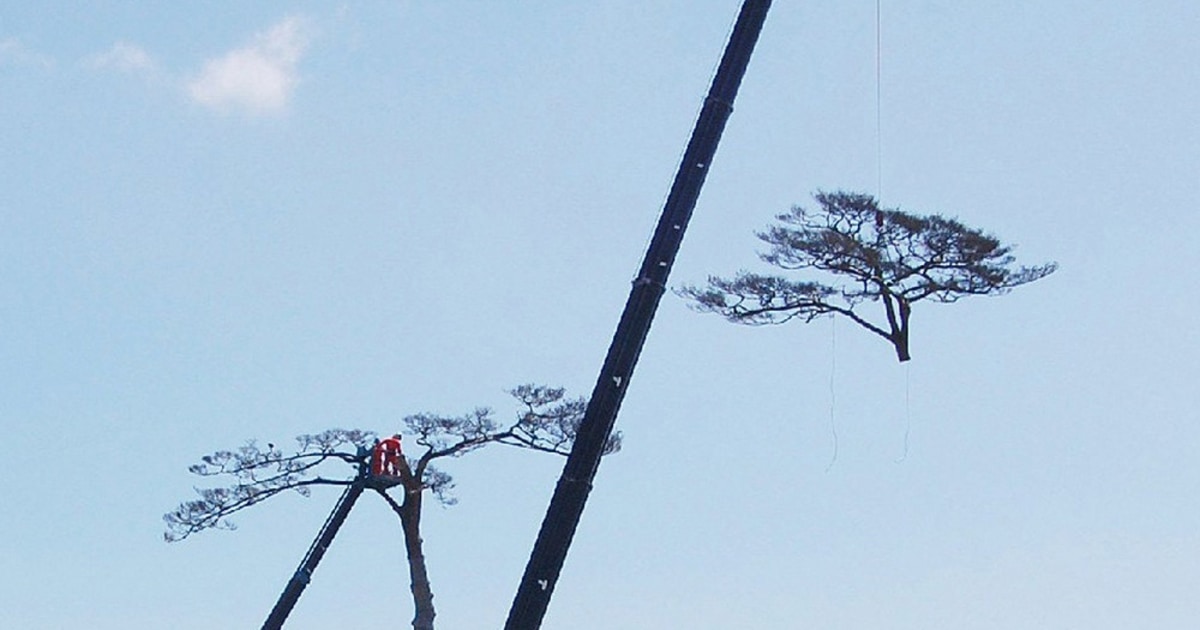 Lone surviving tsunami tree cut down in Japan