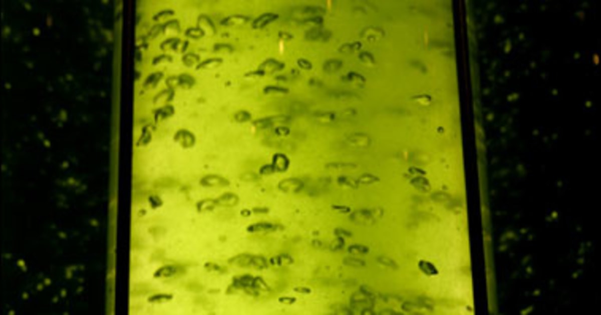 NASA grows algae for biofuel, treats waste