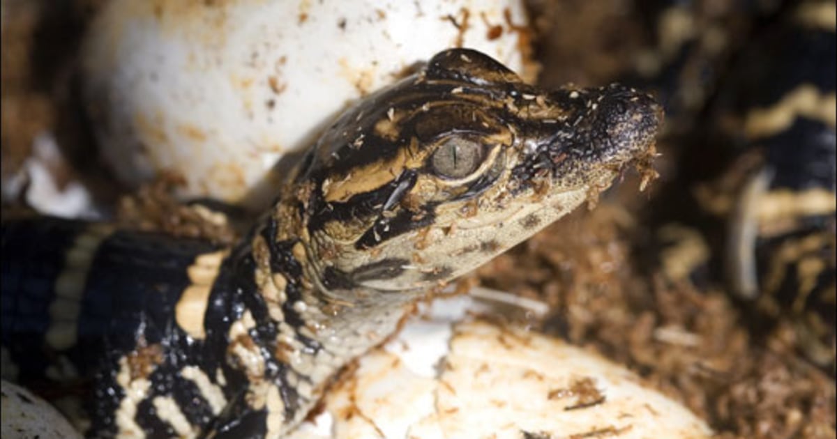Baby alligators reveal how dinos ruled Earth