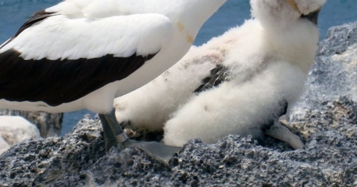 Like humans, abused baby birds grow into bullies