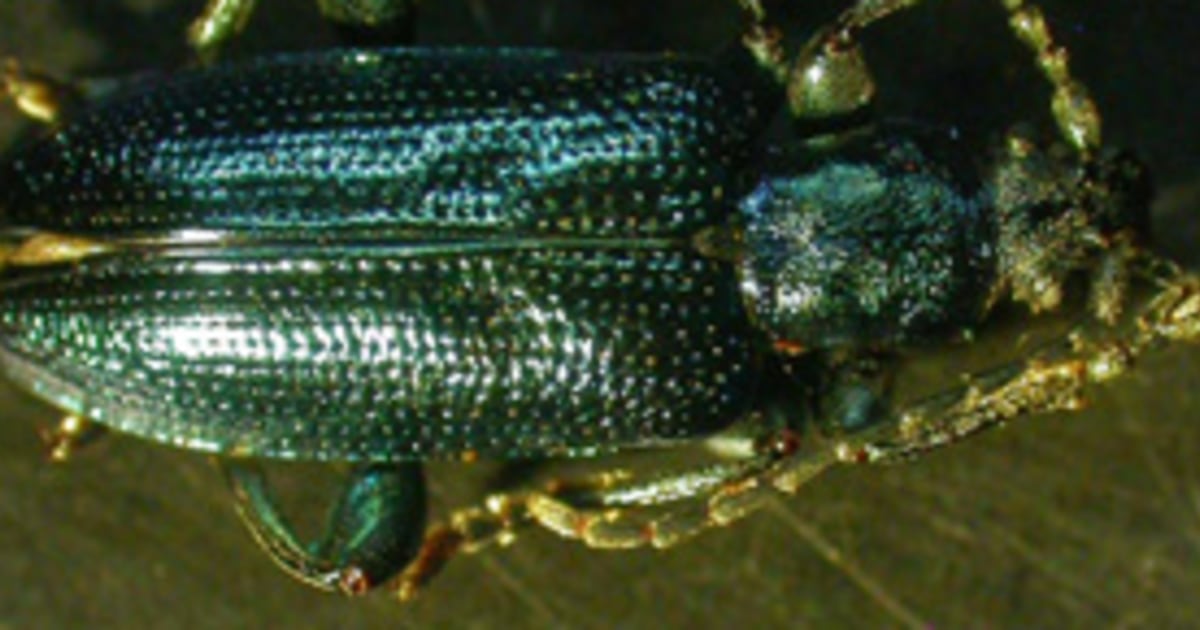 Beetle's vivid color preserved for 600,000 years