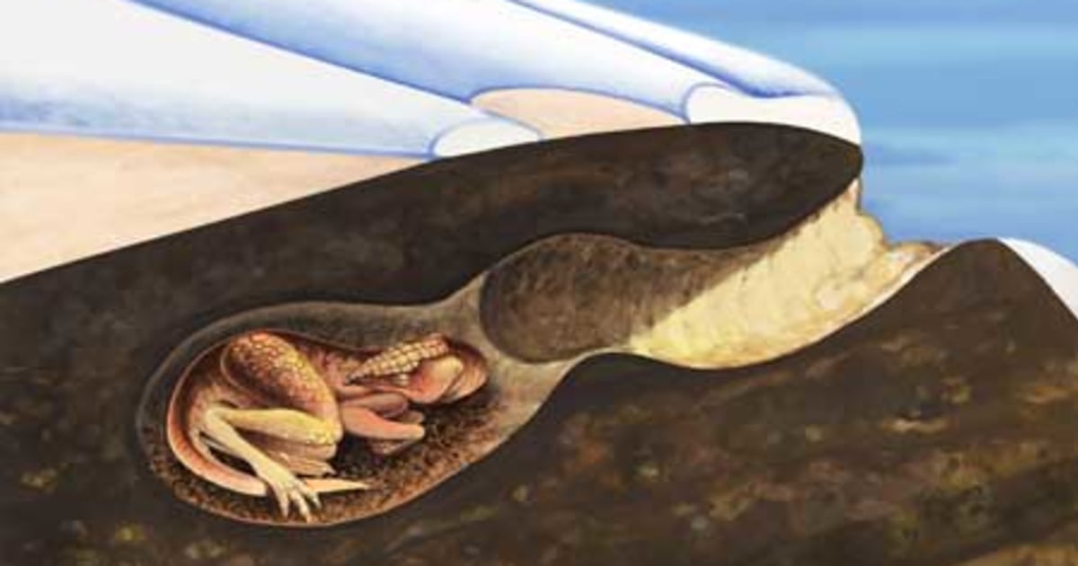 Cold, scared dinosaurs dug burrows