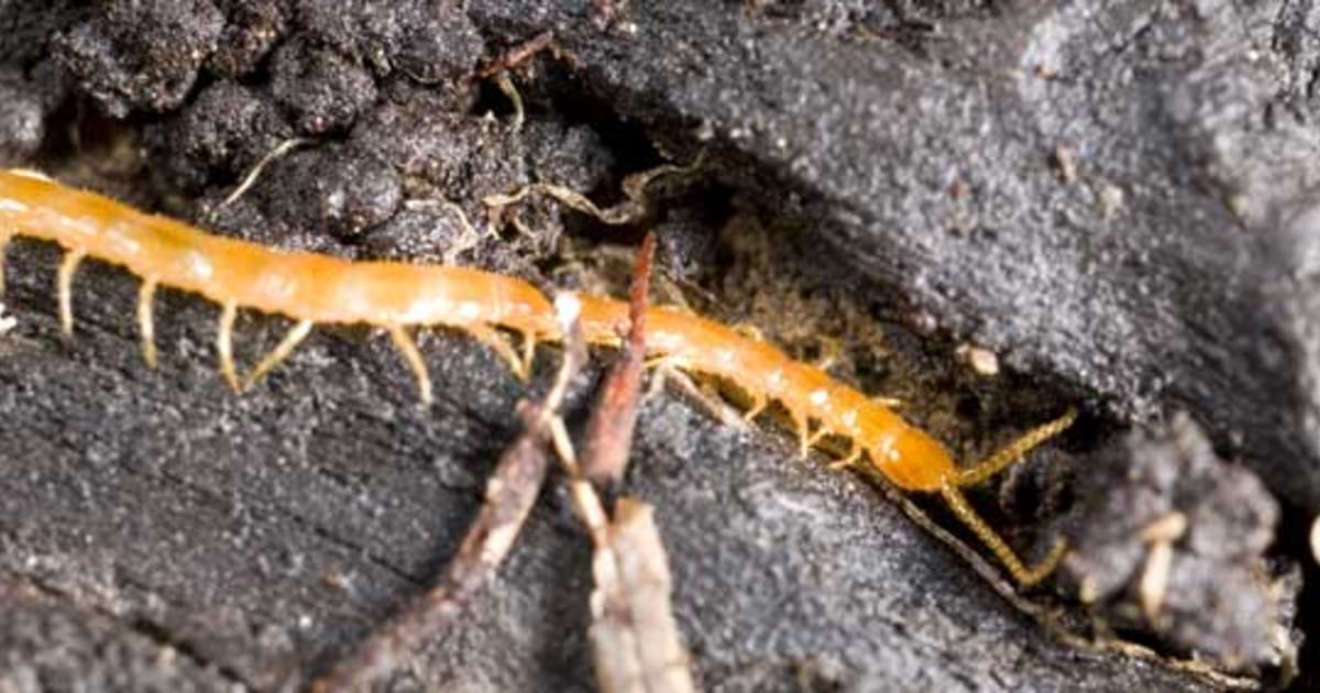 Climate change shrank underground creatures