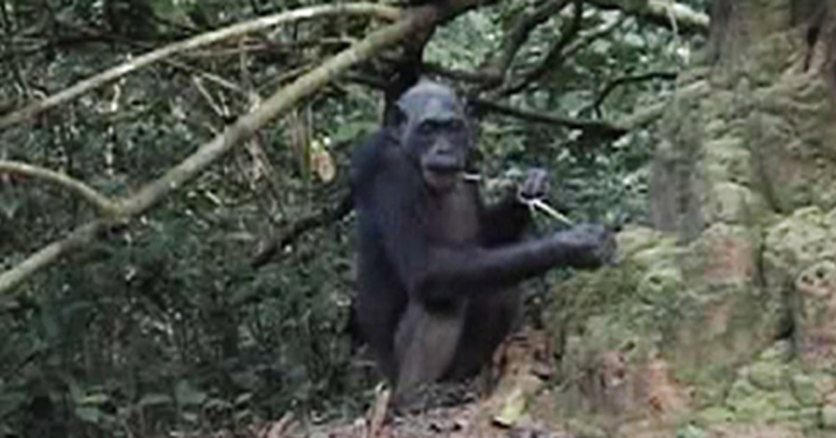 Wild chimps upgrade termite-fishing tool