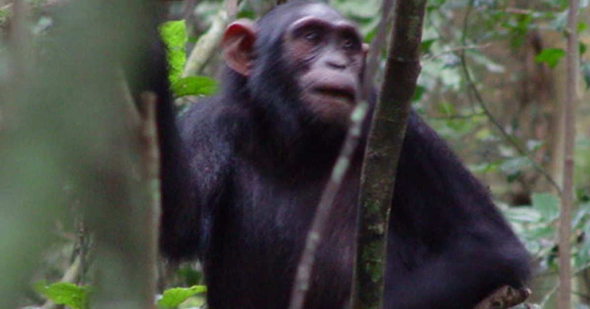 Chimps play with stick dolls