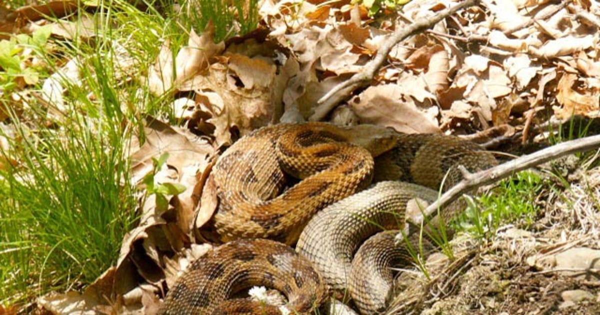 Goodness snakes! Sociable rattlers cuddle with their kin