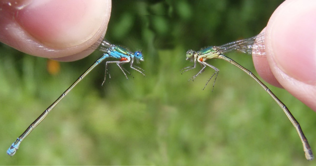 More dude than damsel: transvestite flies