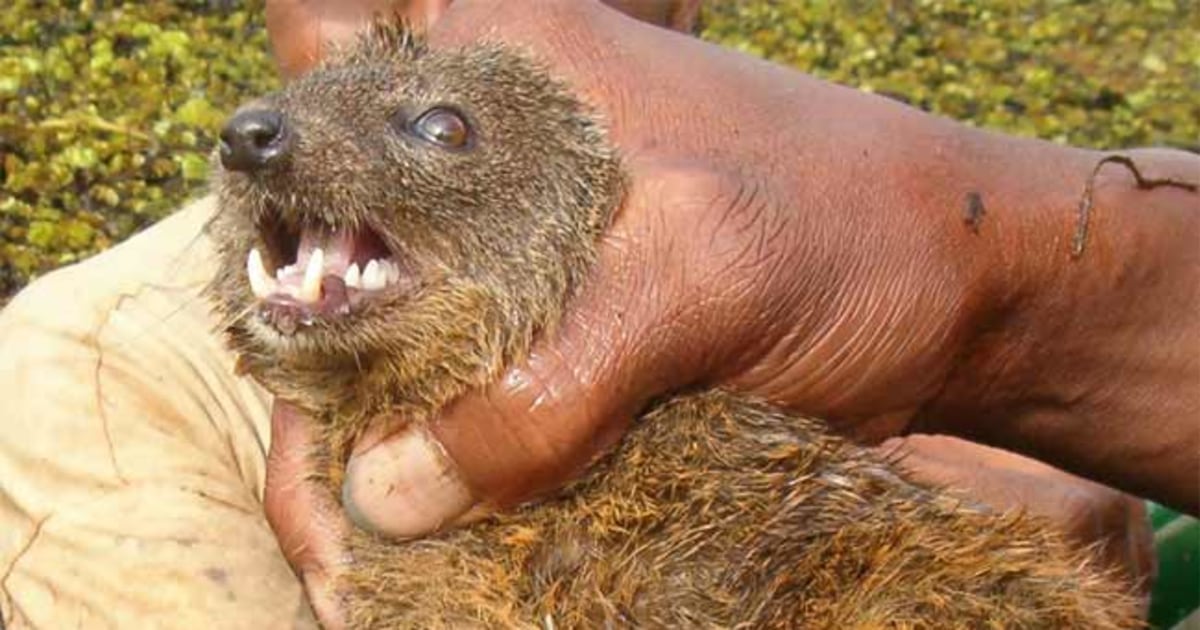 Newly found carnivore already threatened with extinction